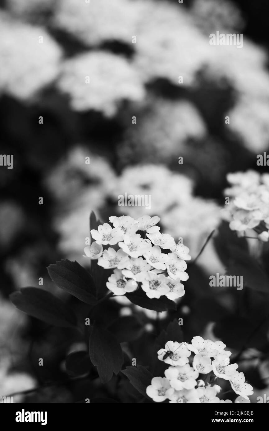 Beautiful fresh spring flowers growing in the sunny meadow in black and ...