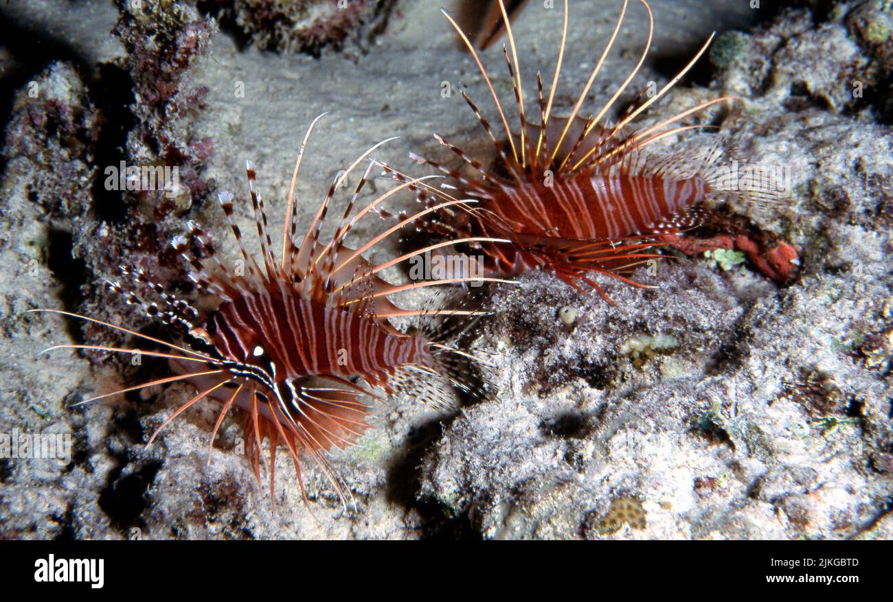 Spotted lionfishes (Pterois antennata) from the Maldives Stock Photo ...