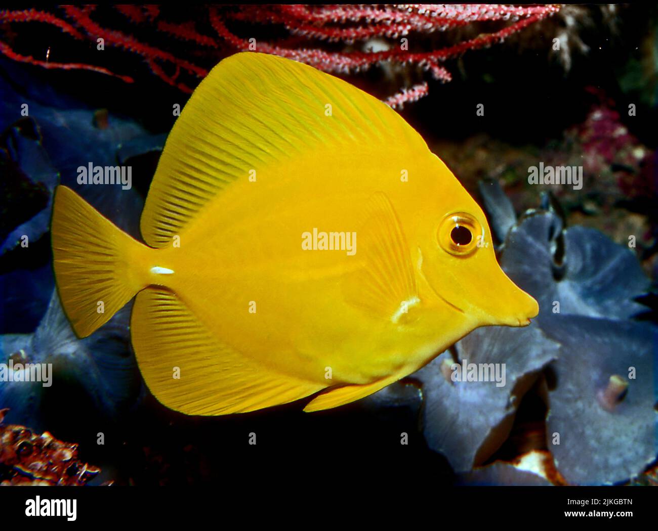 Yellow tang (Zebrasoma flavescens Stock Photo - Alamy