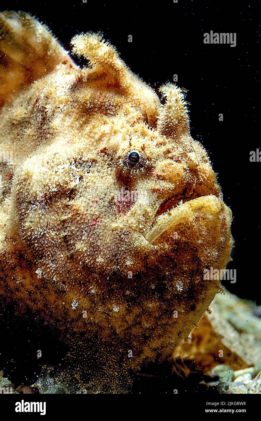 Spotfin frogfish, (Antennarius nummifer Stock Photo - Alamy