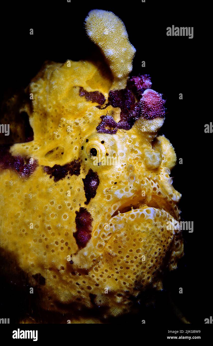 Warty Anglerfish (Antennarius maculatus Stock Photo - Alamy