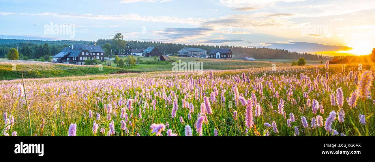 Summer summertime meadow nature hi-res stock photography and images - Alamy