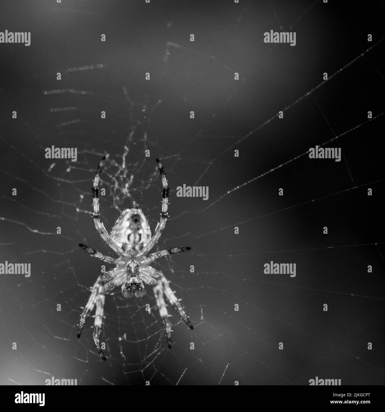 A grayscale shot of a spider Stock Photo - Alamy