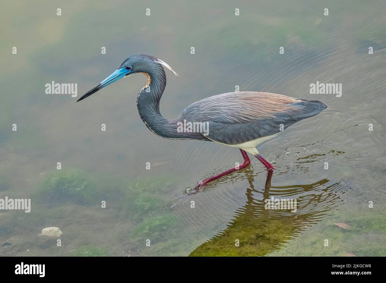 Tricolor river hi-res stock photography and images - Alamy