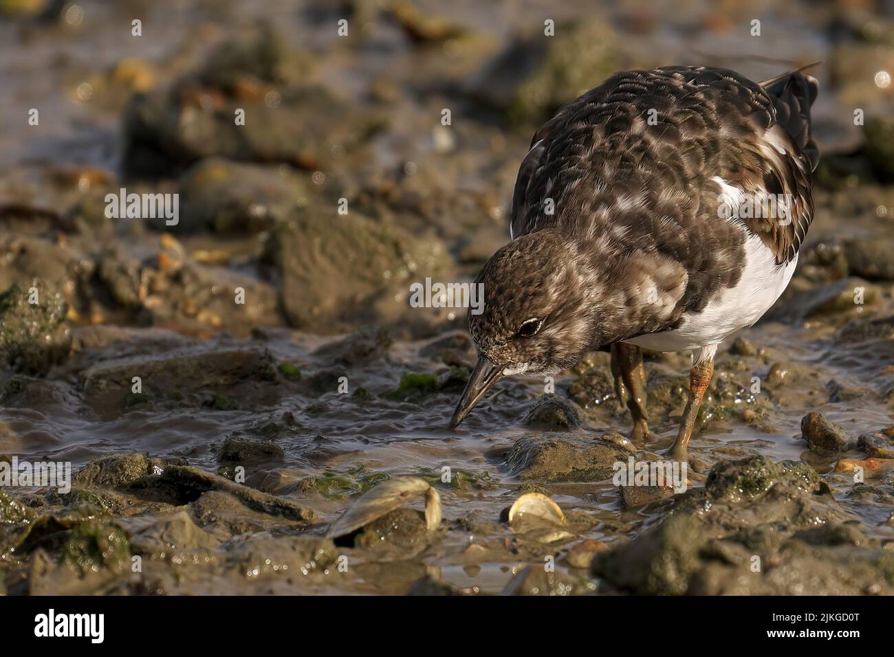 A closeup shot of a turnstone on a rocky coast in sunny weather Stock ...