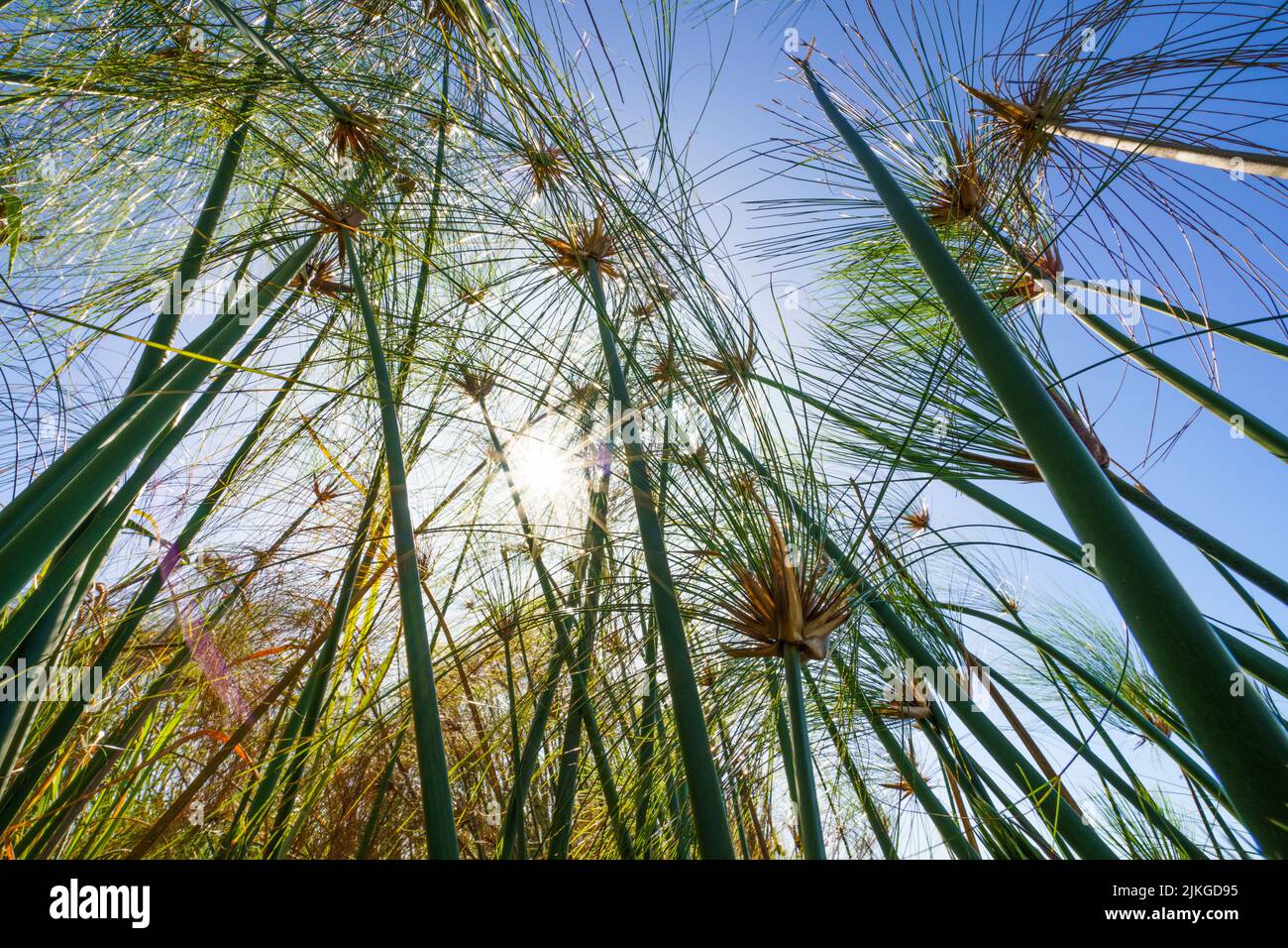 Papyrus plant (Cyperus papyrus) against blue sky. Bwabwata National ...