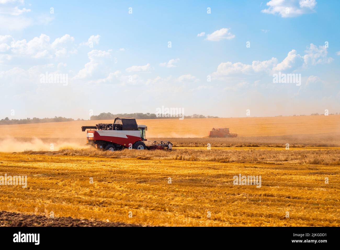A combine harvester harvests bread in an agricultural field. Harvesting ...