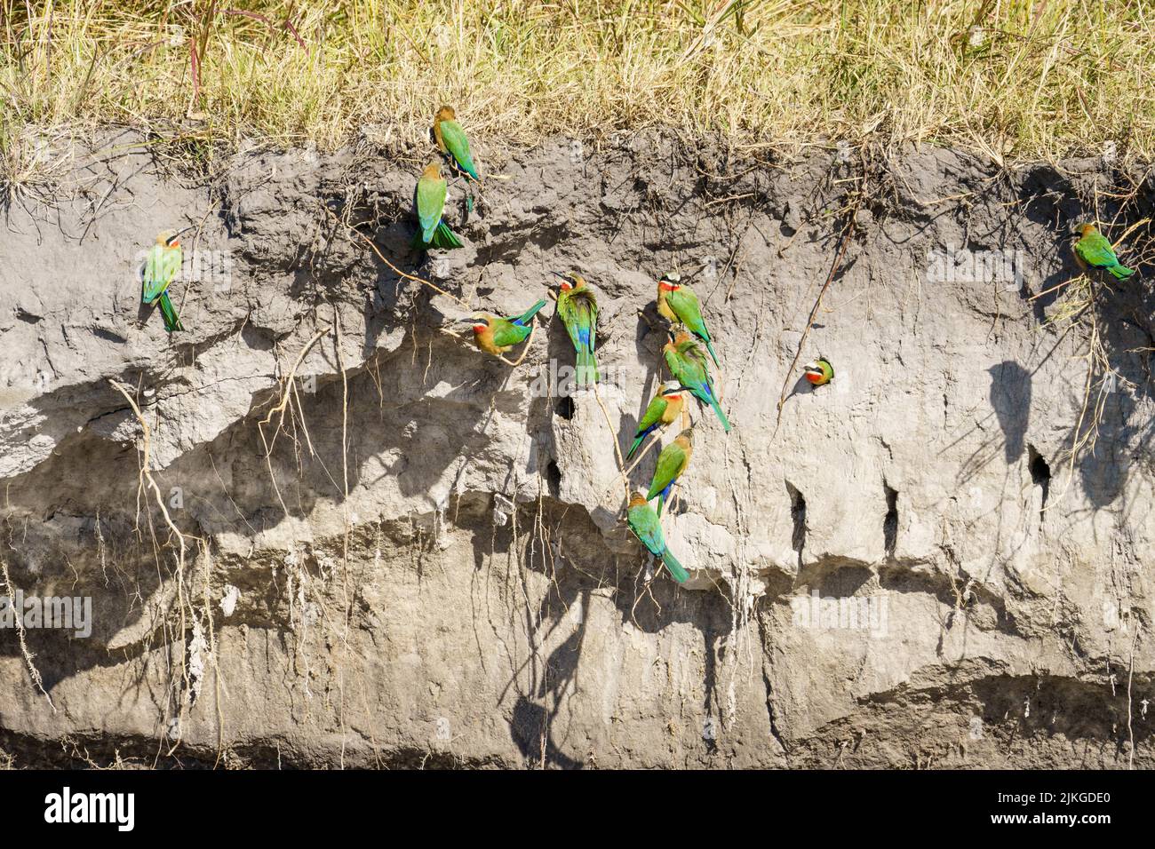 White-fronted Bee-Eaters (Merops bullockoides) at nesting holes in a ...