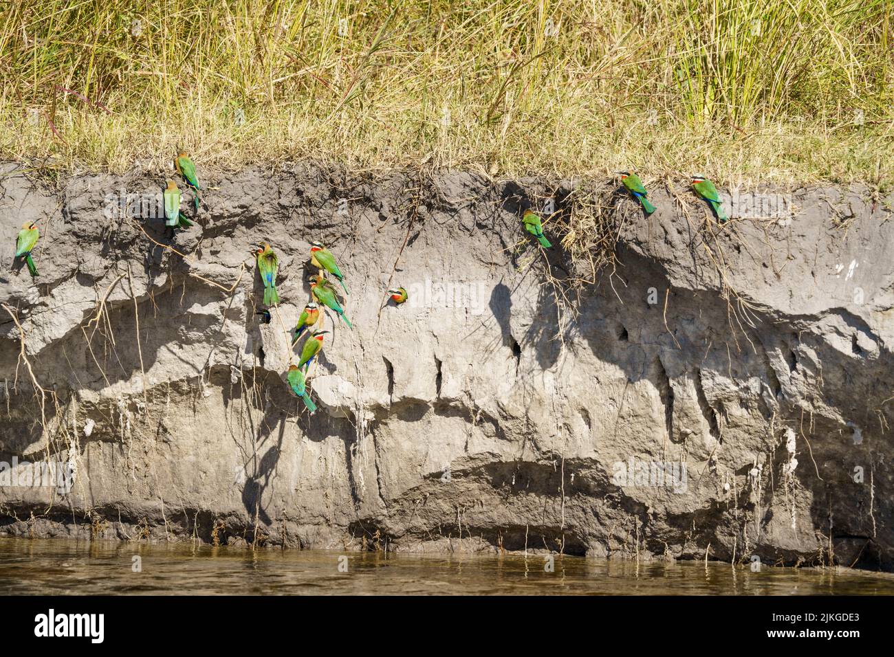 White-fronted Bee-Eaters (Merops bullockoides) at nesting holes in a ...