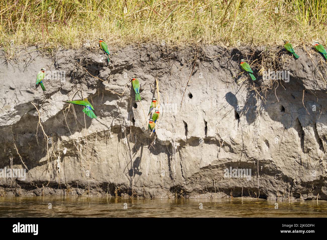 White-fronted Bee-Eaters (Merops bullockoides) at nesting holes in a ...