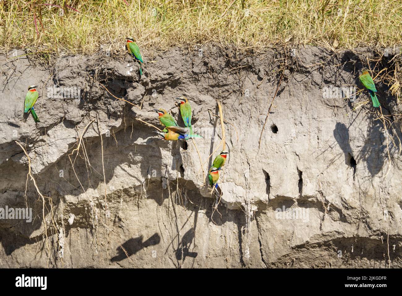 White-fronted Bee-Eaters (Merops bullockoides) at nesting holes in a ...