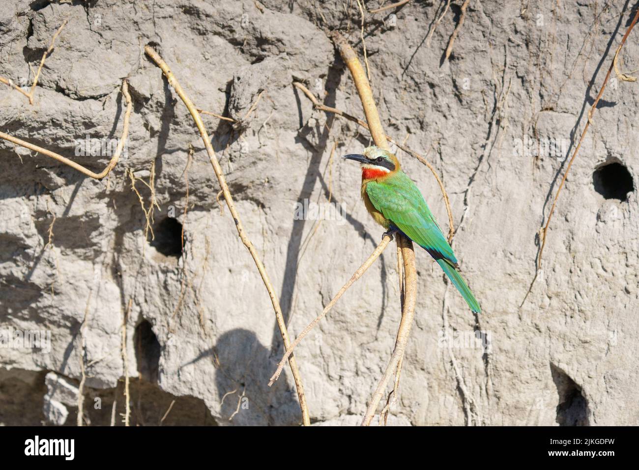 White-fronted Bee-Eaters (Merops bullockoides) at nesting holes in a ...