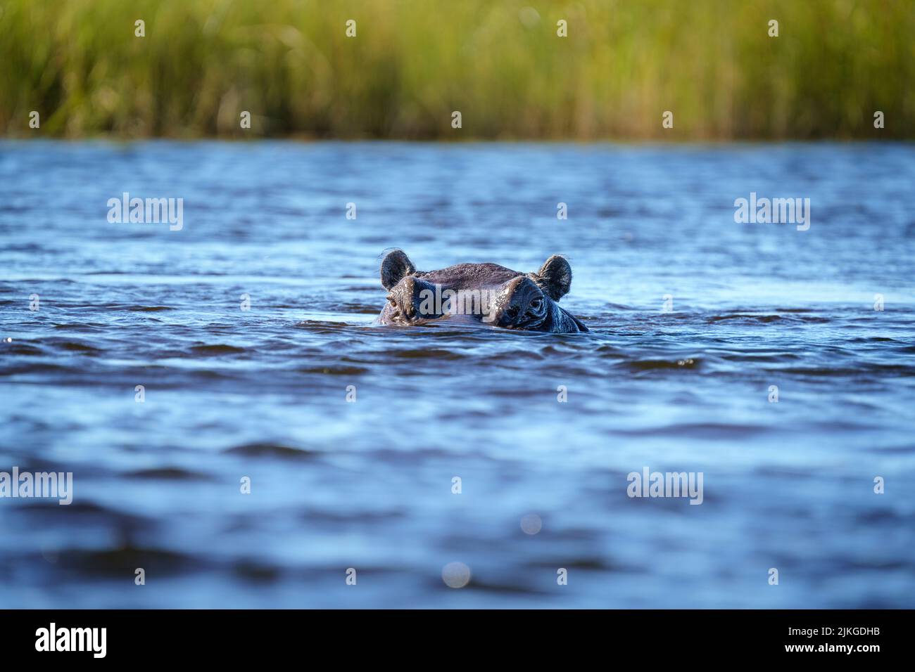 Hippo submerged in water. Kwando River, Caprivi Strip, Namibia, Africa ...