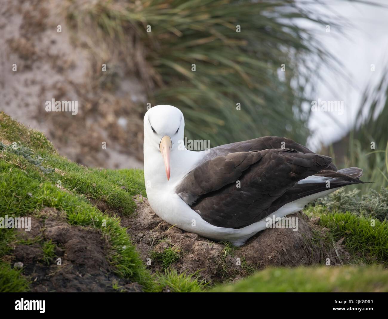 Over 70% of the global population of the the black-browed albatross ...