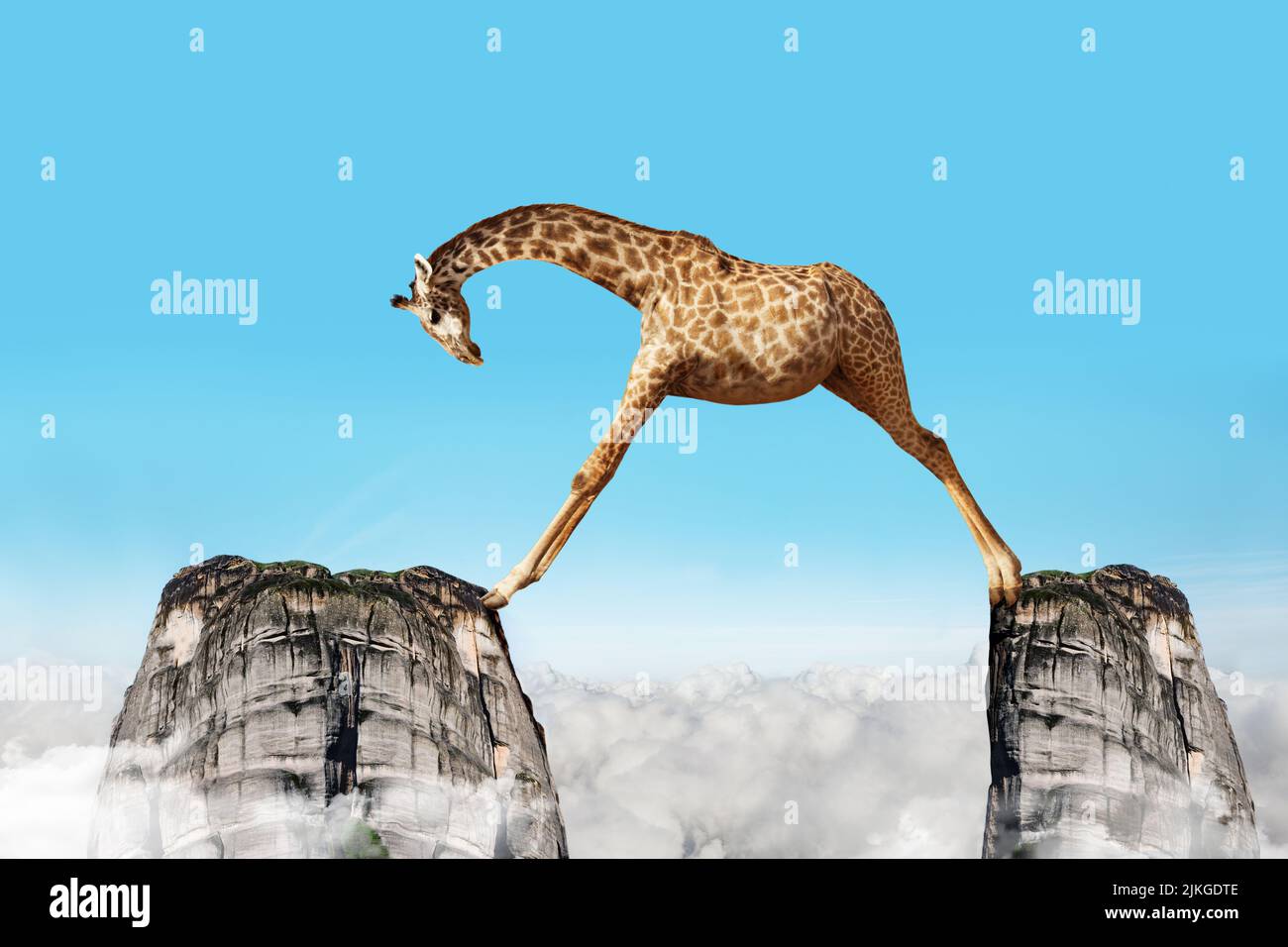 Concept of giraffe with long legs step over two rocks Stock Photo - Alamy