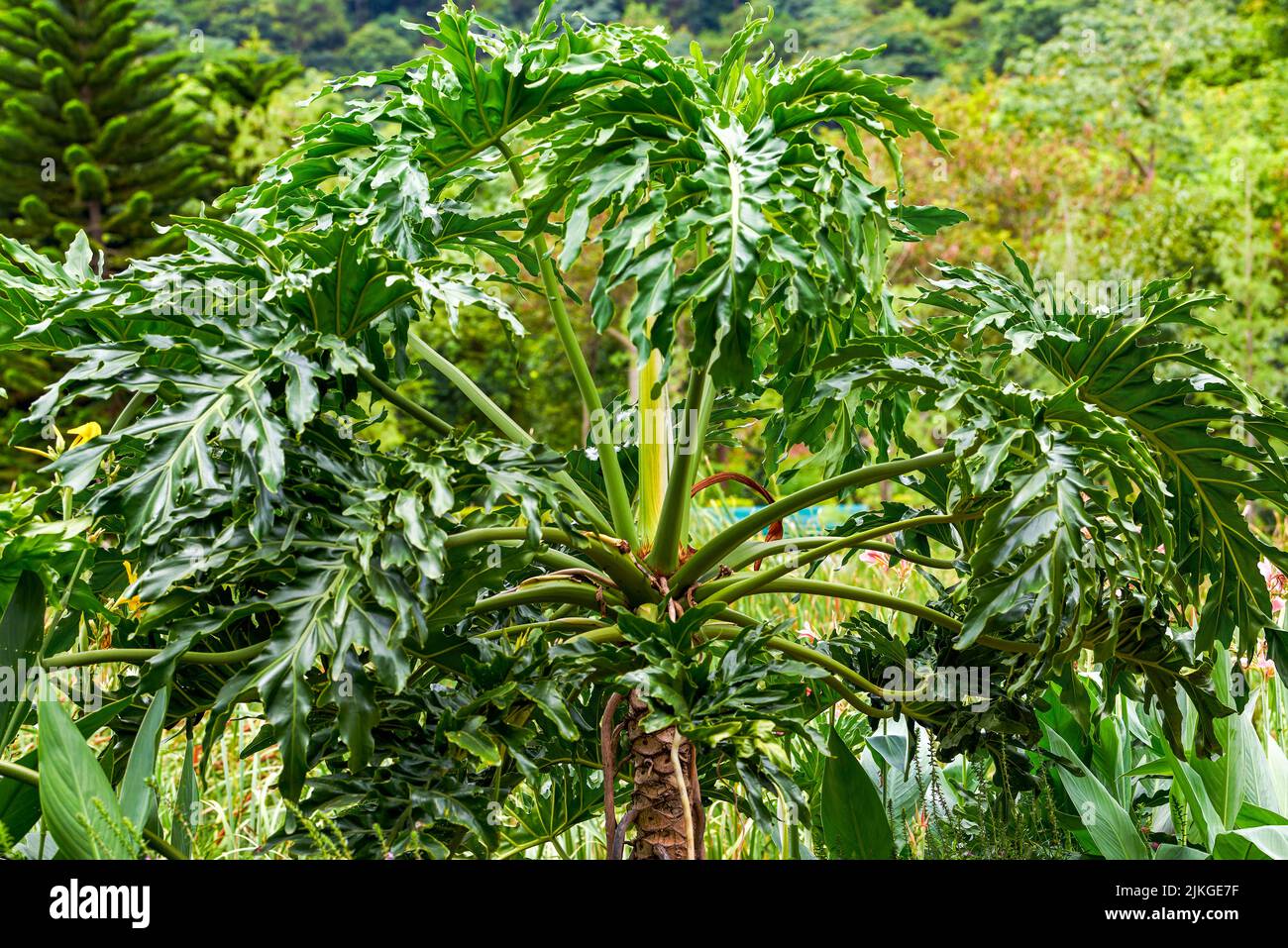 Grain planting leaves hi-res stock photography and images - Alamy