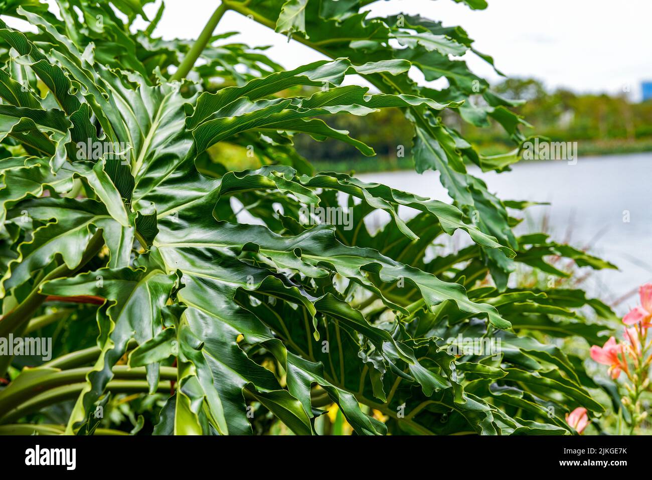 Big leaf spring feathers hi-res stock photography and images - Alamy