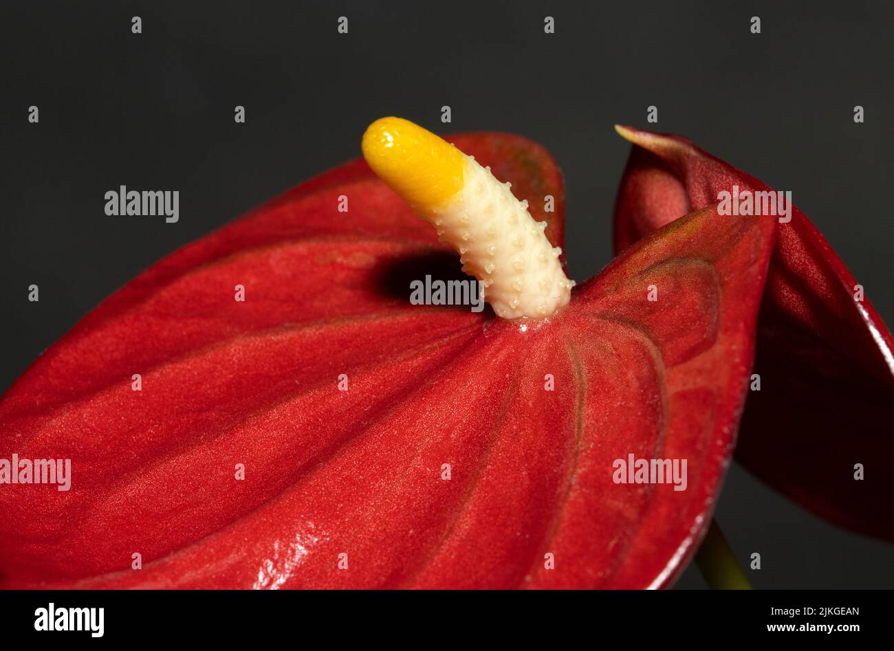 Distinctive yellow anthers hi-res stock photography and images - Alamy