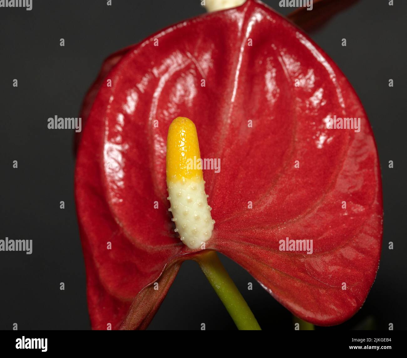 Distinctive yellow anthers hi-res stock photography and images - Alamy