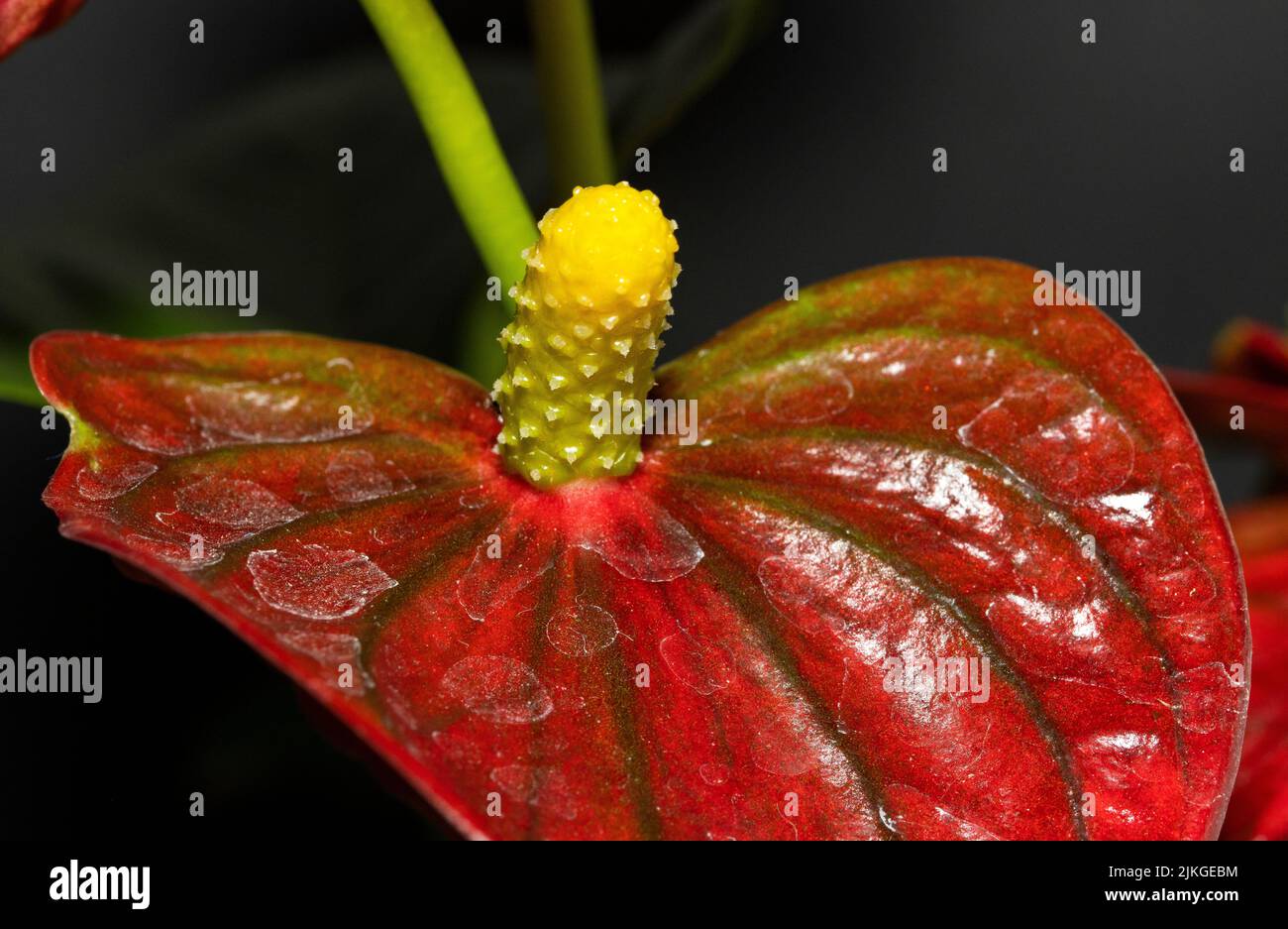 The distinctive structure of the inflorescence of the Laceleaf plant ...