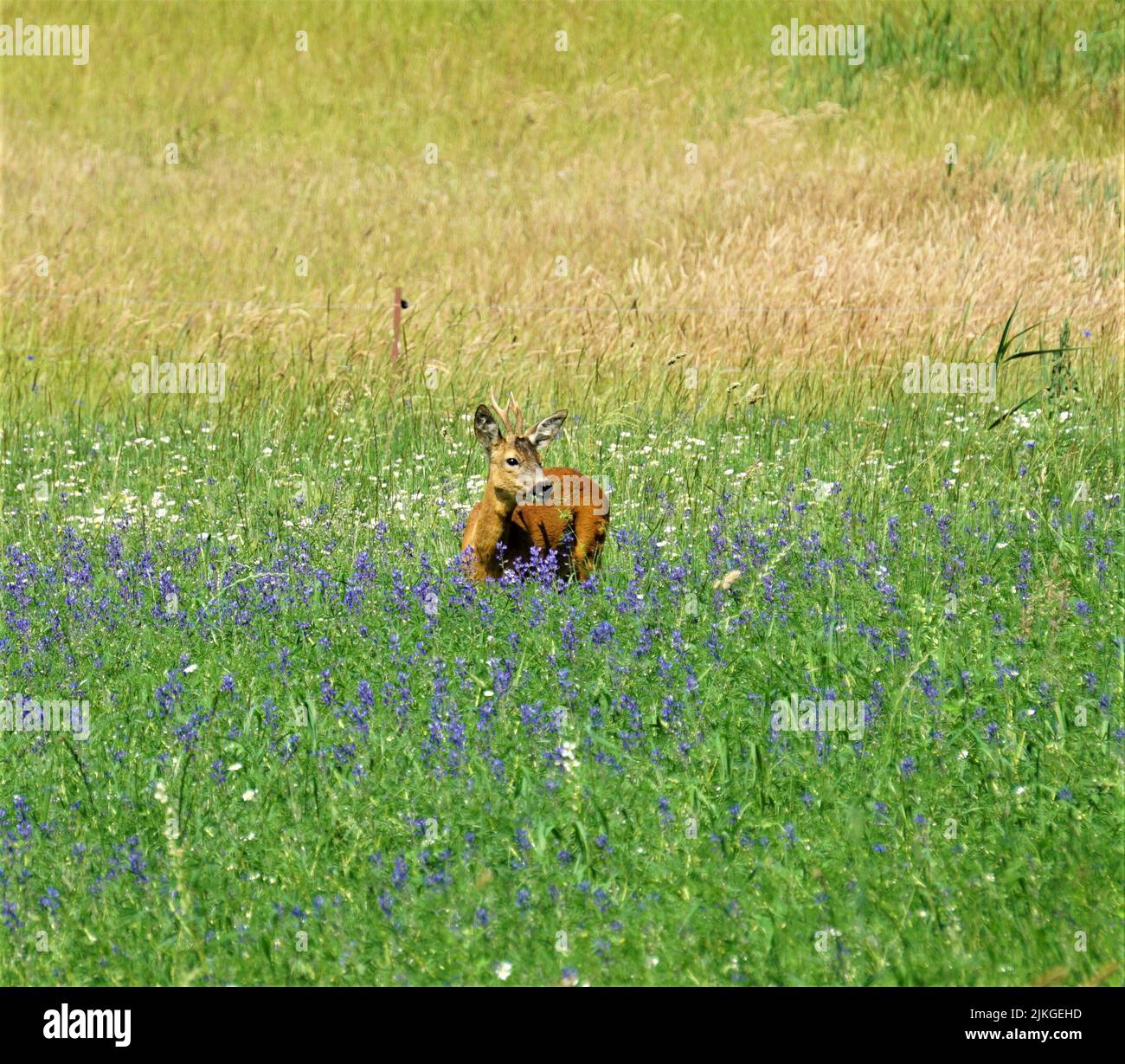 Rehbock im Gras Stock Photo - Alamy