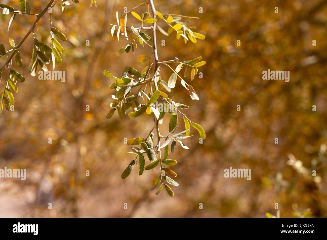 Atacama chile tourist family hi-res stock photography and images - Alamy