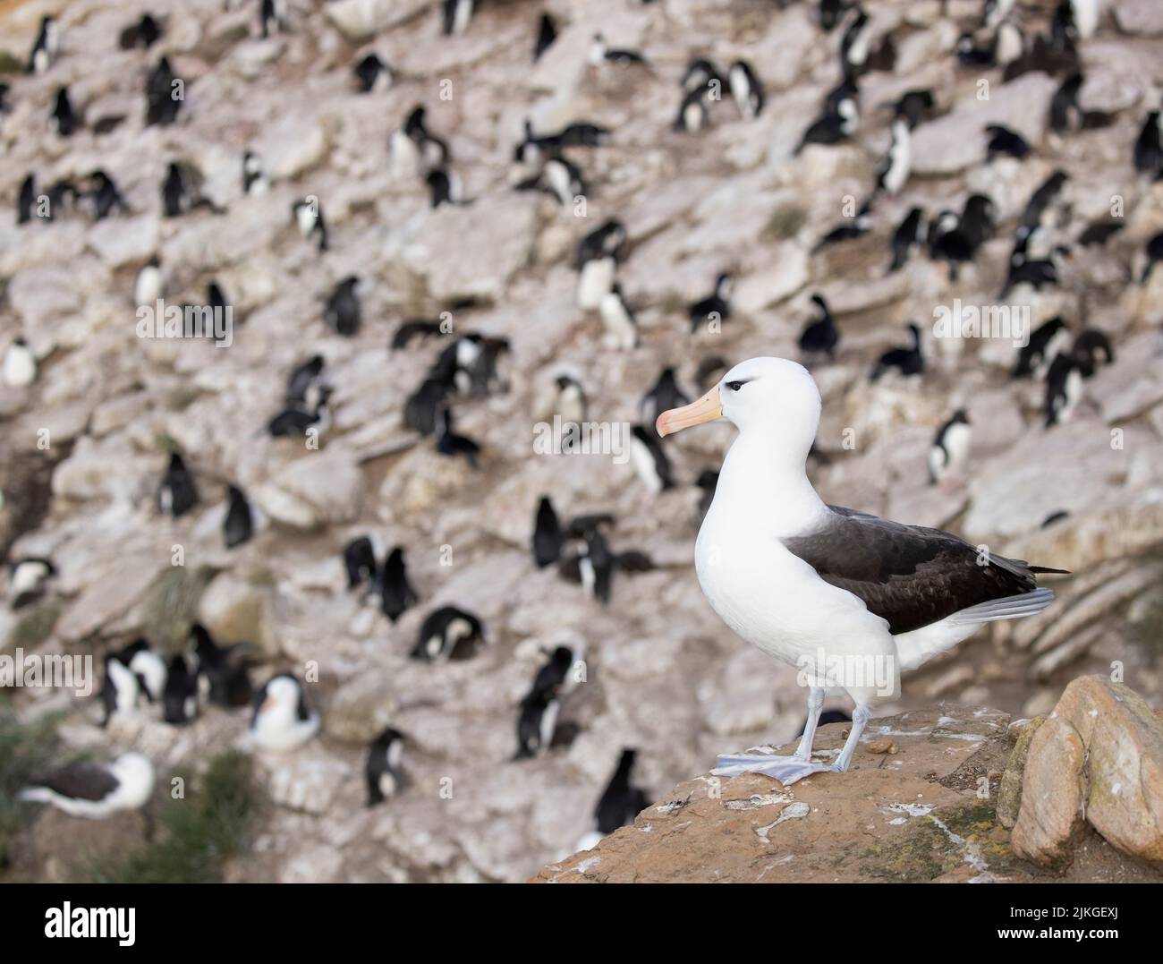 Over 70% of the global population of the the black-browed albatross ...