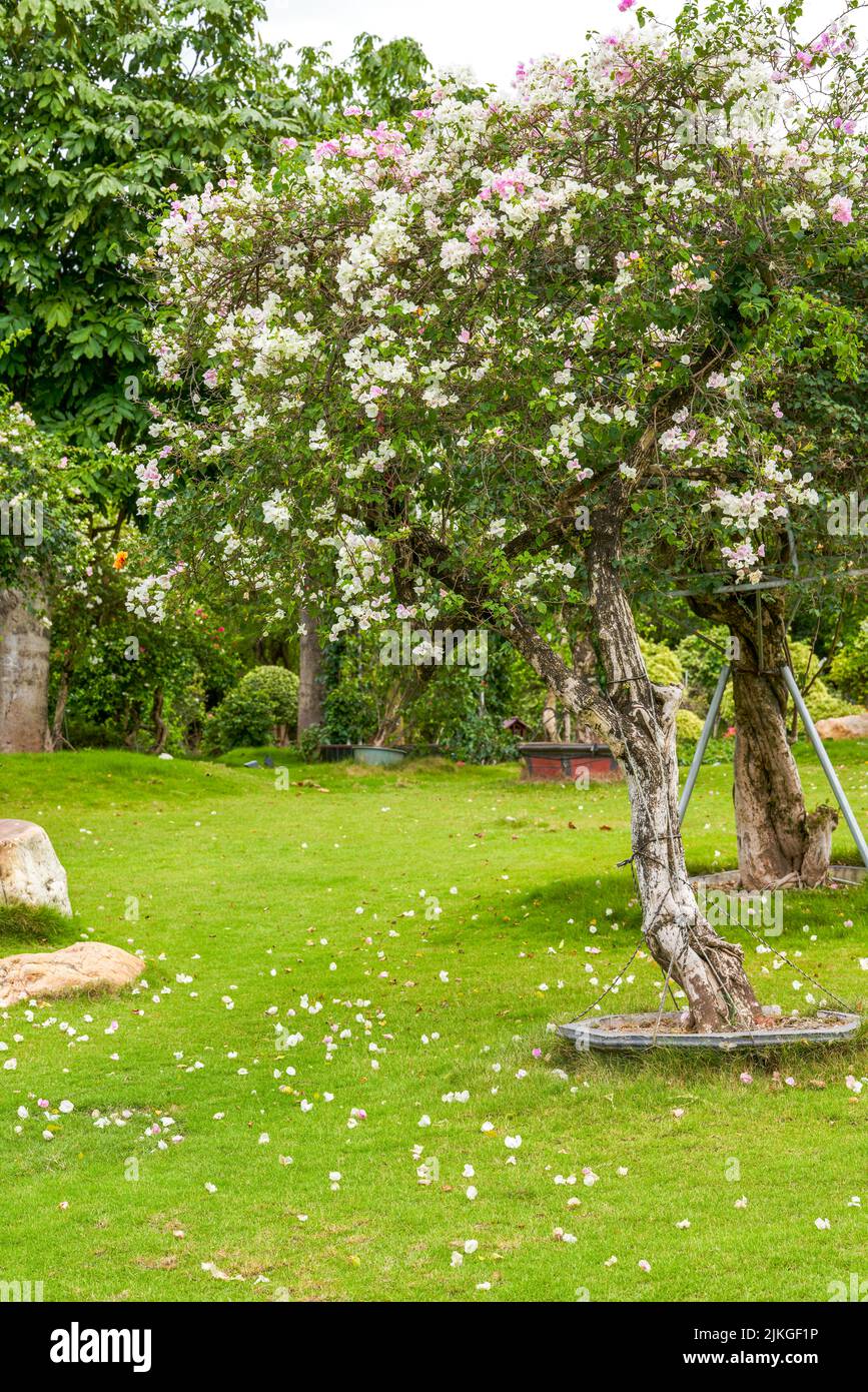Beautiful greenery view in the park Stock Photo - Alamy