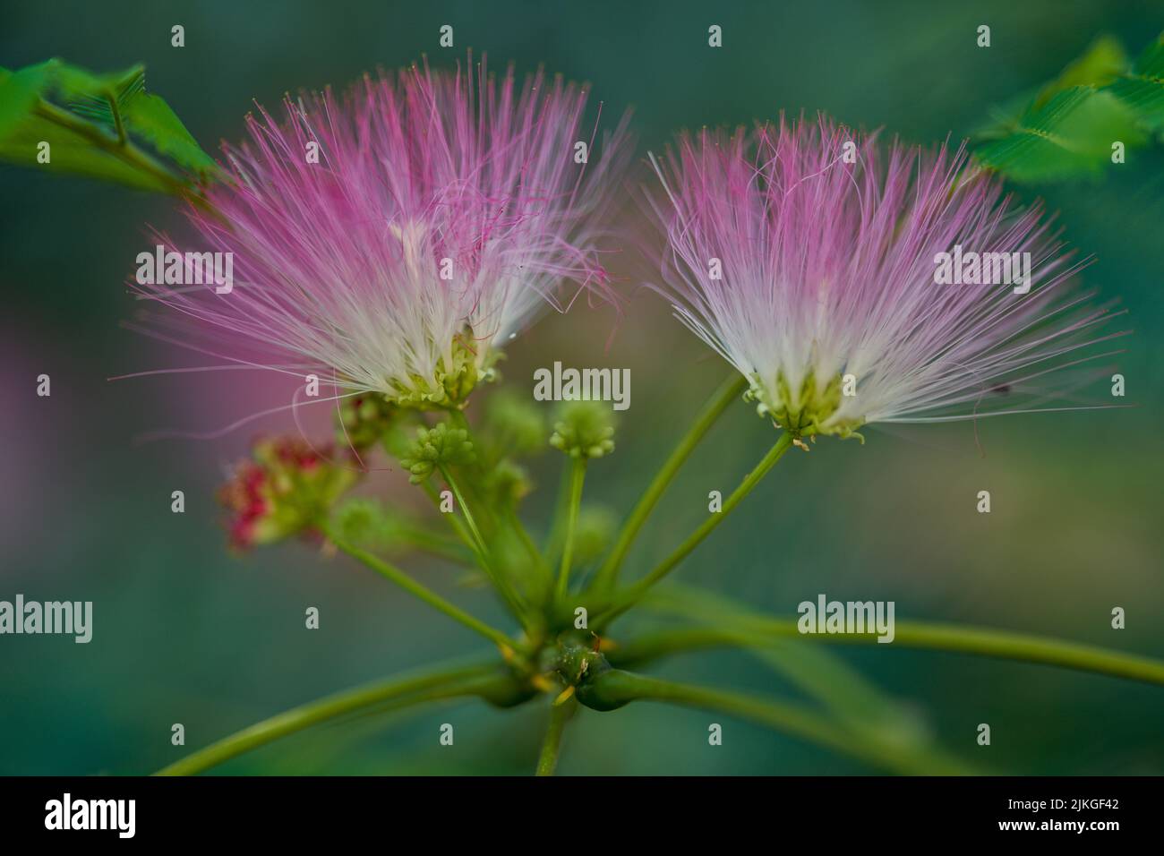 Albizia julibrissin, the Persian silk tree or pink silk tree blossom ...