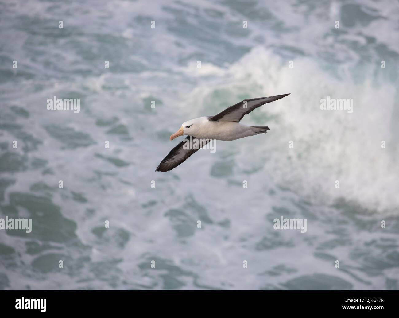 Rookeries hi-res stock photography and images - Alamy