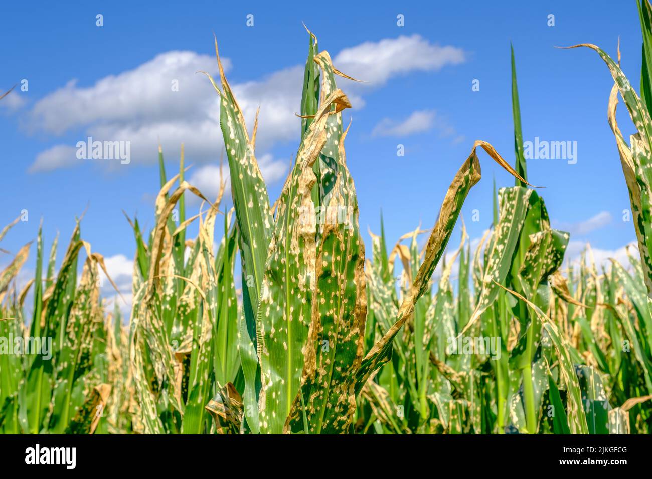 Corn field damaged by herbicide Stock Photo - Alamy