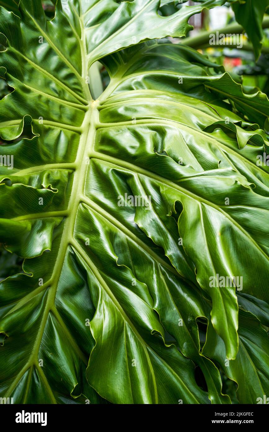 Big leaf spring feathers hi-res stock photography and images - Alamy