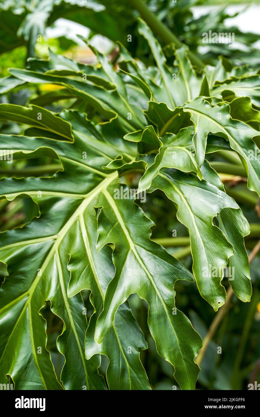Big leaf spring feathers hi-res stock photography and images - Alamy