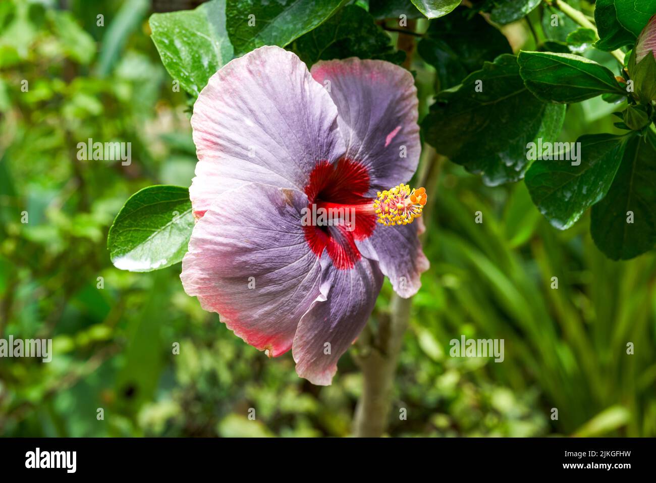 A peculiarly colored Zhu Jin flower Stock Photo - Alamy
