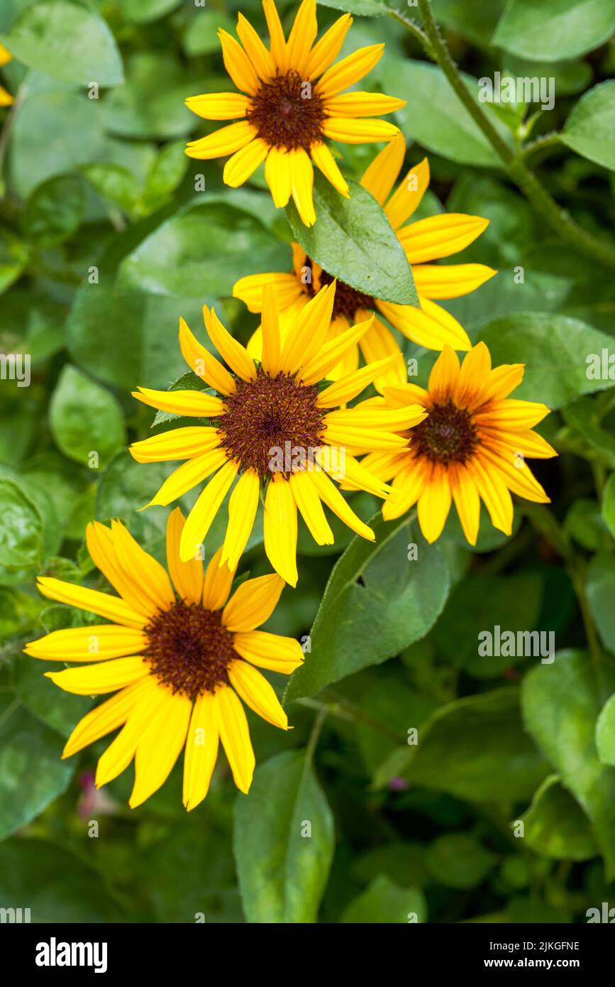 Sunflowers in bloom golden sea hi-res stock photography and images - Alamy