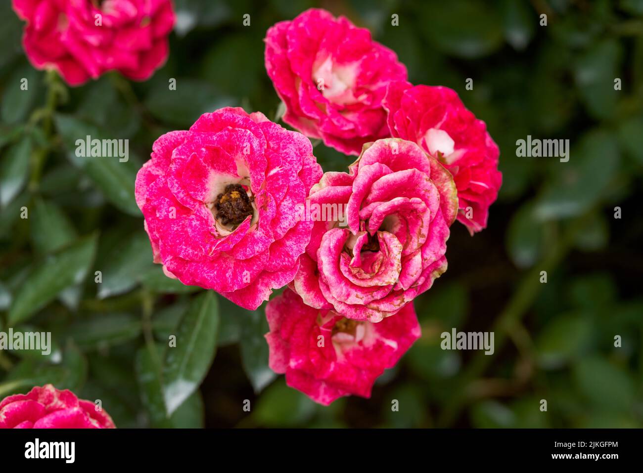 Beautiful lush red rose flowers in the garden Stock Photo - Alamy