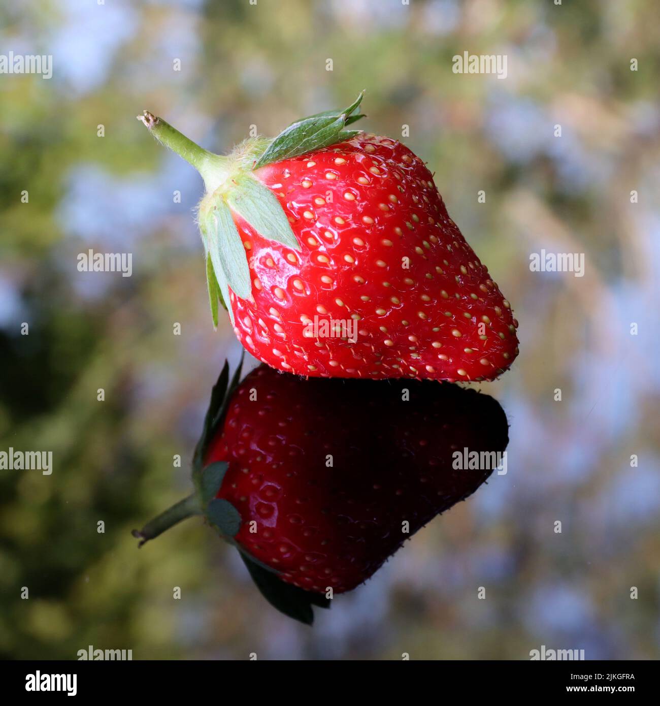 single fresh red strawberry reflected on a table in the garden in ...