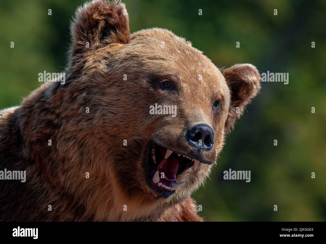 a close-up with the profile of an aggressive bear, wild, nature Stock ...