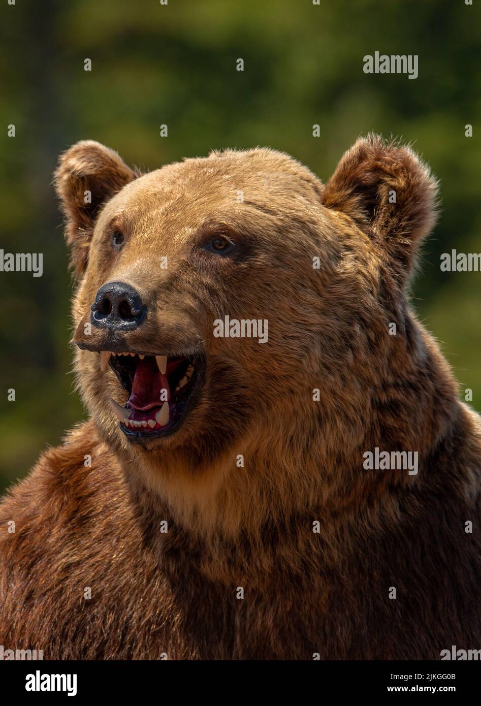 Sad grizzly bear hi-res stock photography and images - Alamy