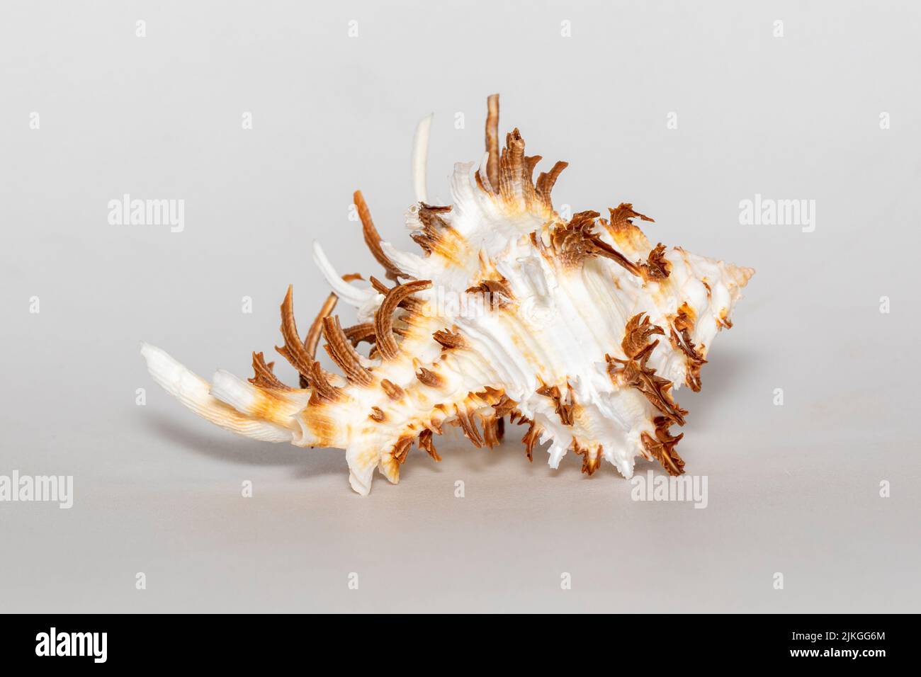 Image of chicoreus ramosus seashell common name the ramose murex or ...