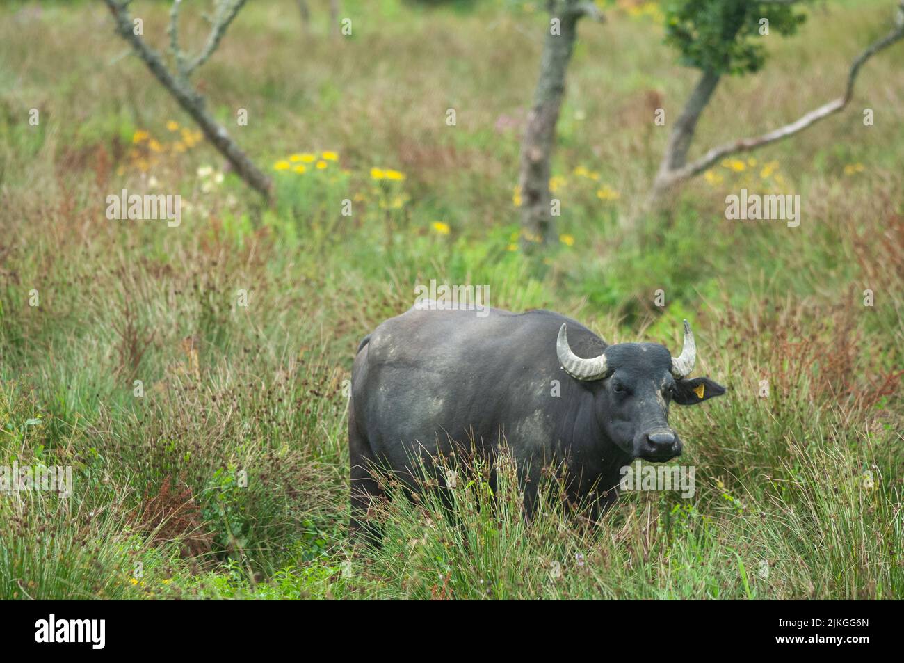 Asian water buffalo grazing at the Teifi Marshes Nature Reserve, Wales ...
