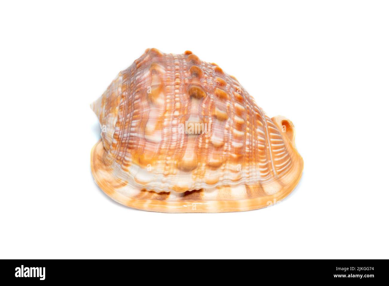 Image of sea shell orange cassis cornuta on a white background ...