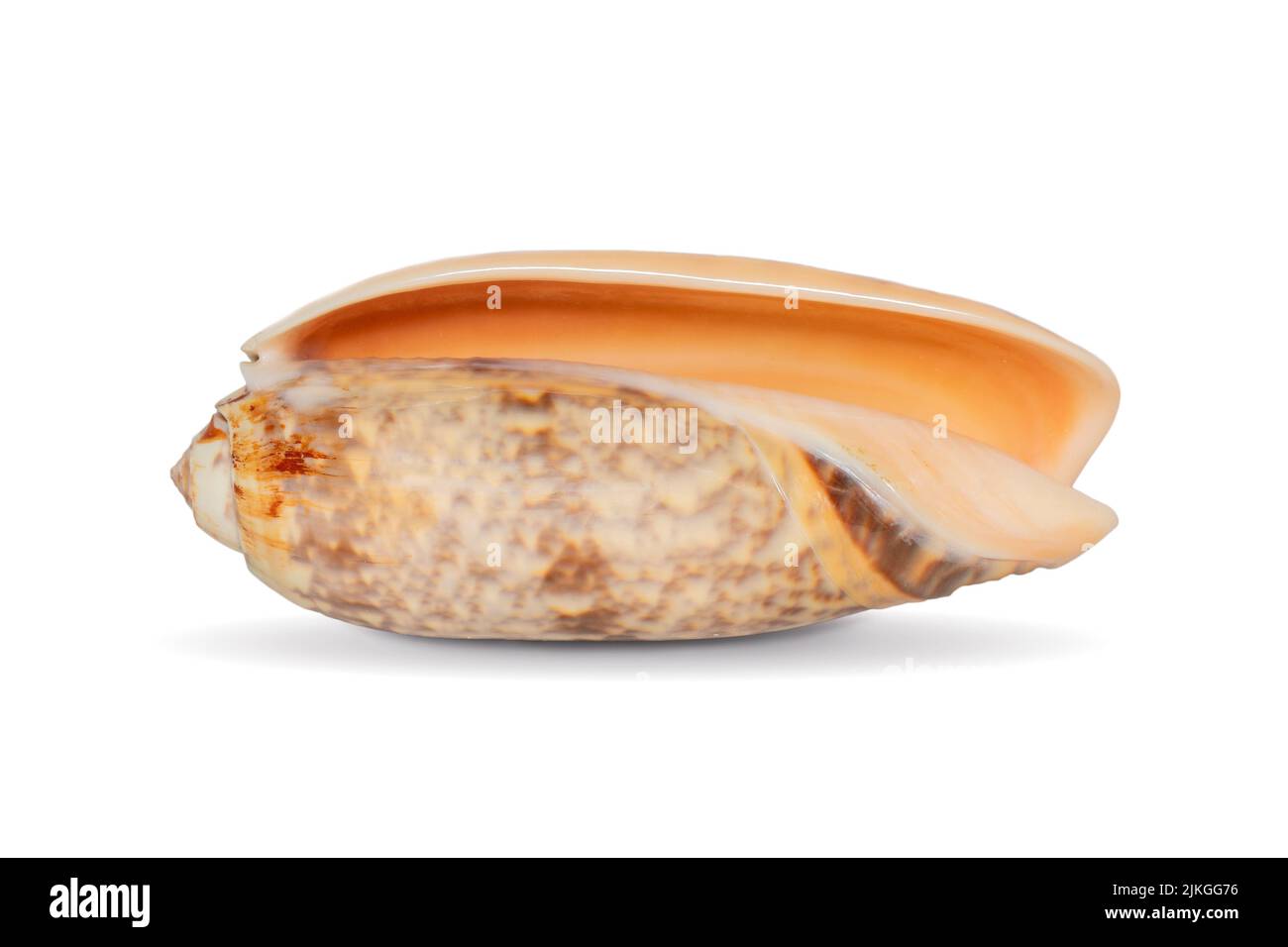 Image of cone snail shells or Cone shell on a white background ...