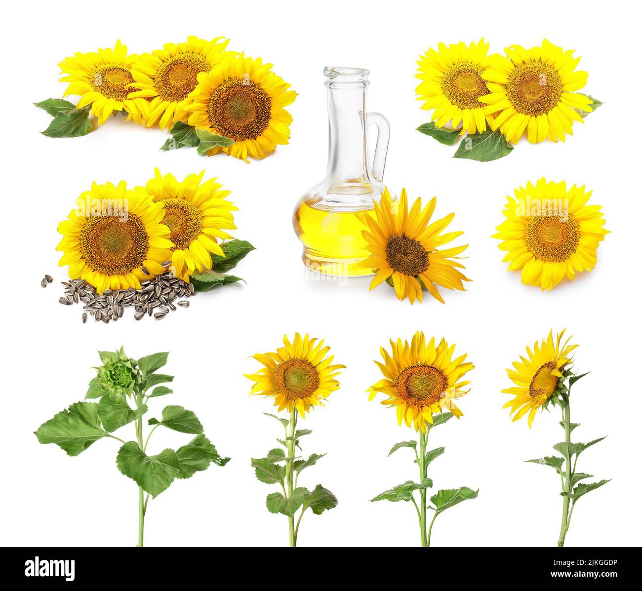 Set of beautiful sunflowers, seeds and oil isolated on white Stock ...
