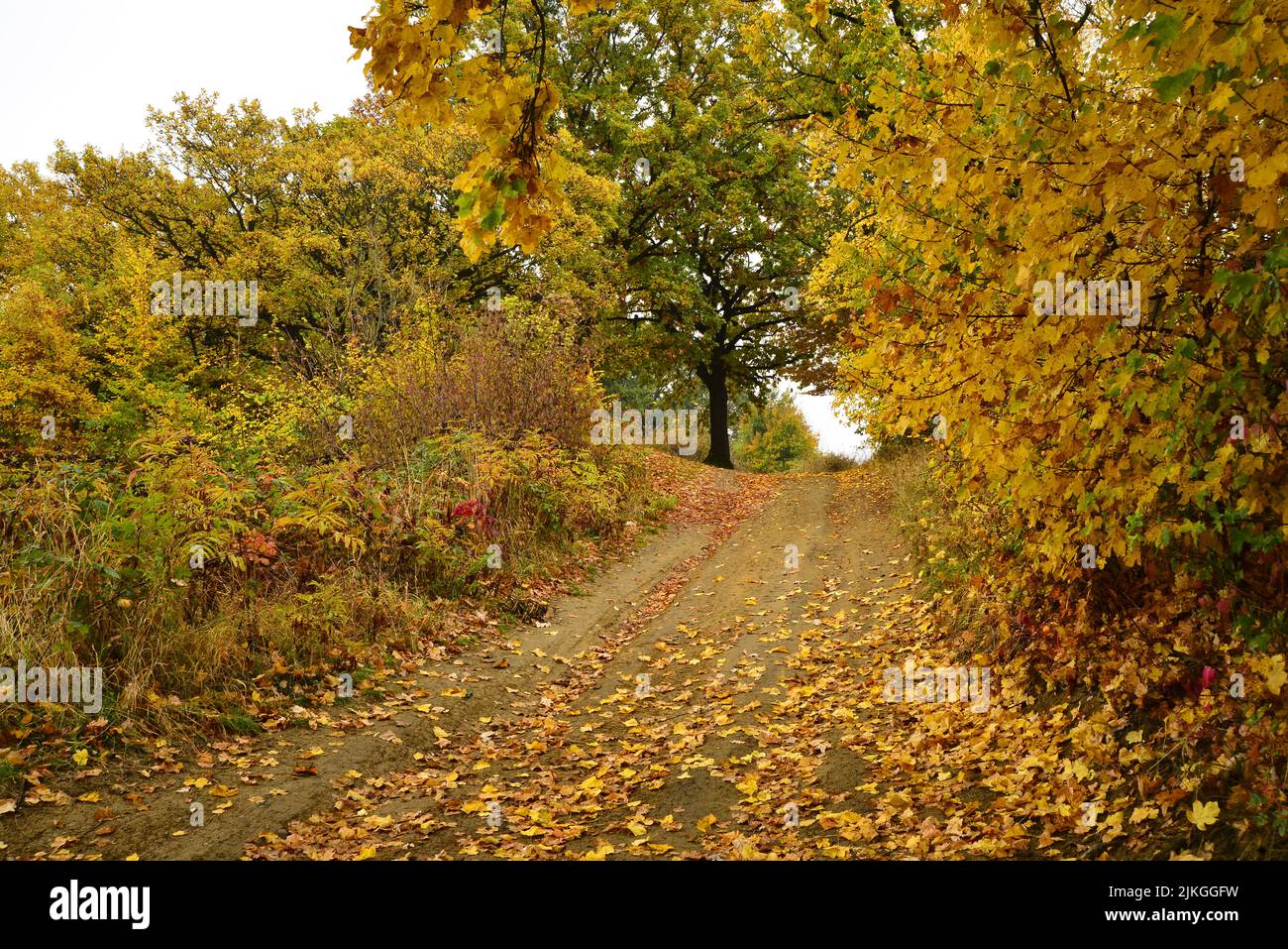 Forest path through autumn ochre colours Stock Photo - Alamy