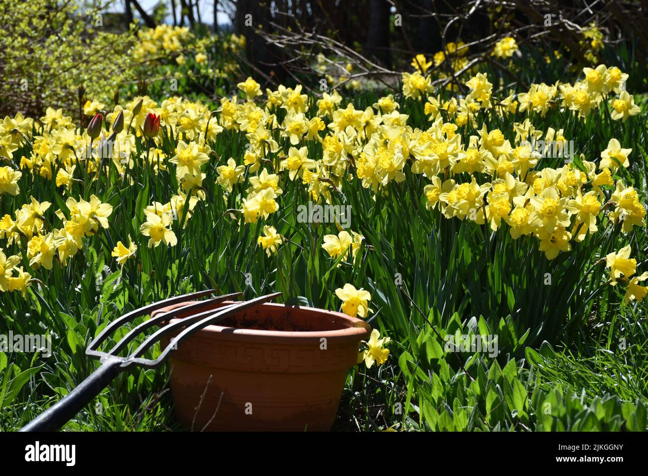 The first flowers in spring, Sainte-Apolline, Quebec, Canada Stock ...
