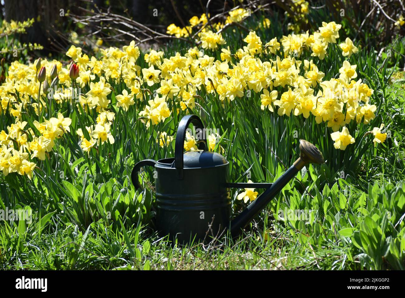The first flowers in spring, Sainte-Apolline, Quebec, Canada Stock ...