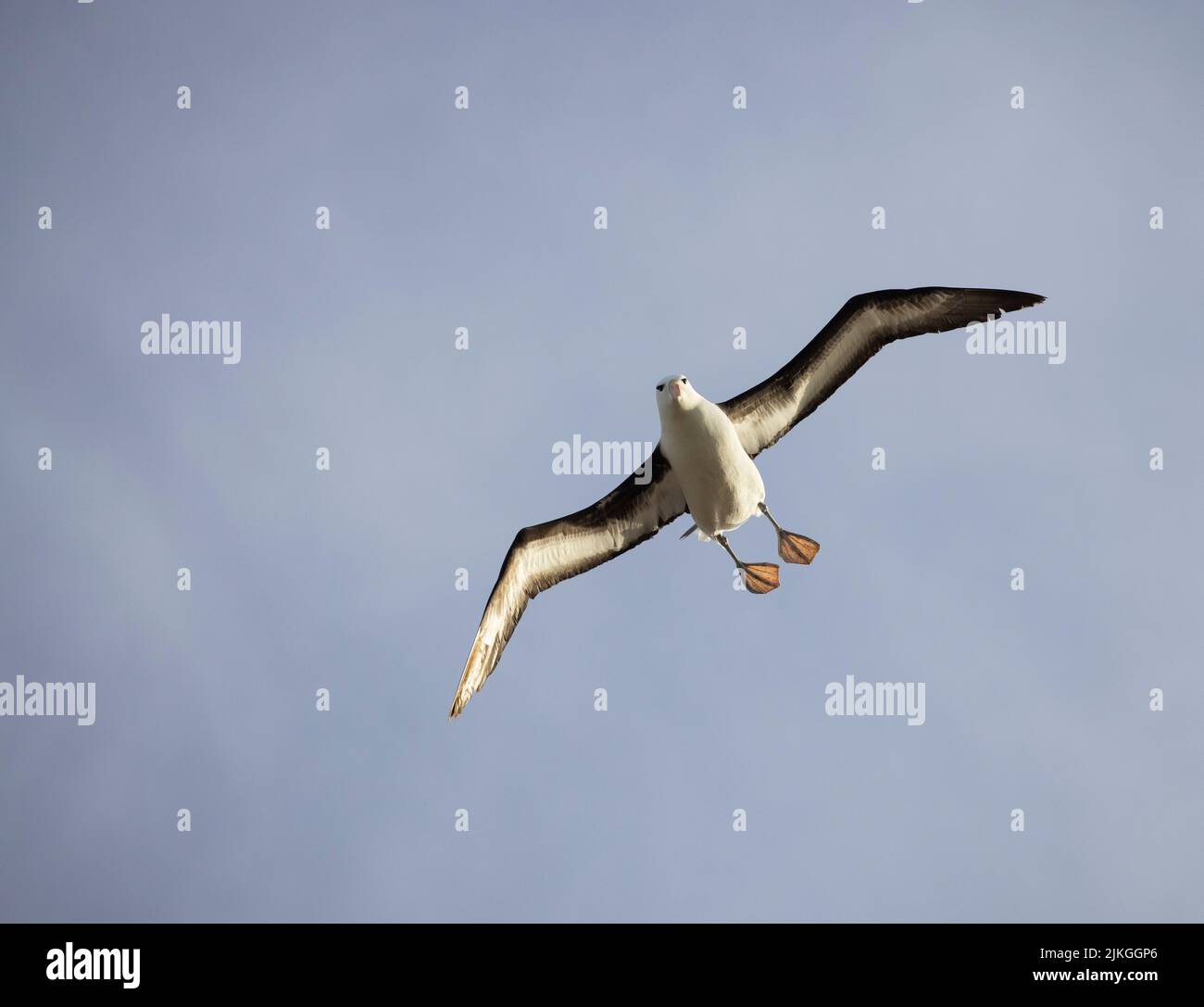 Over 70% of the global population of the the black-browed albatross ...