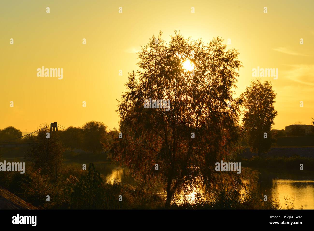 Silhouettes of trees in the backlight of sunset Stock Photo - Alamy