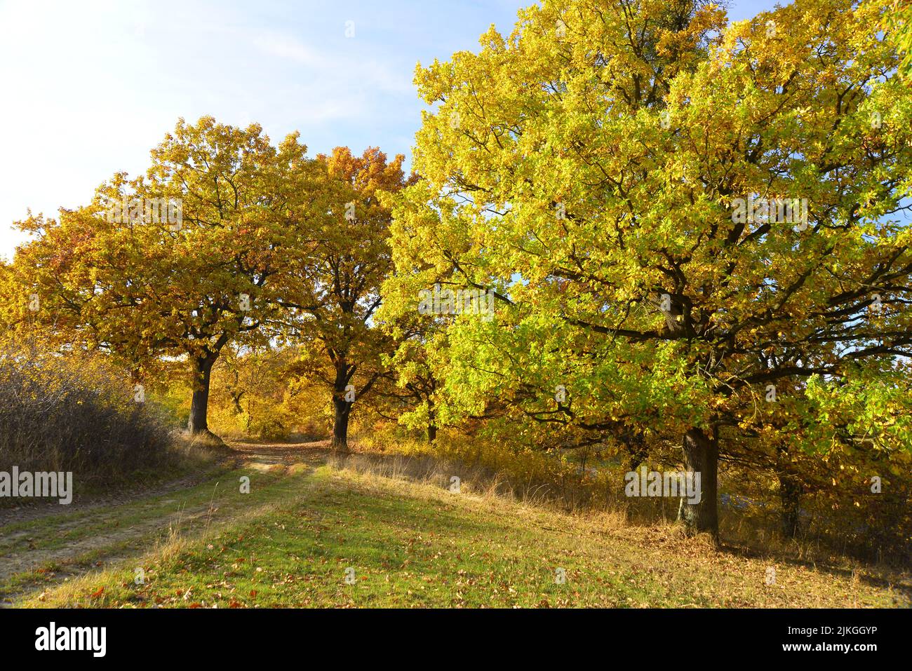 Autumn landscape with oaks in ochre colours Stock Photo - Alamy